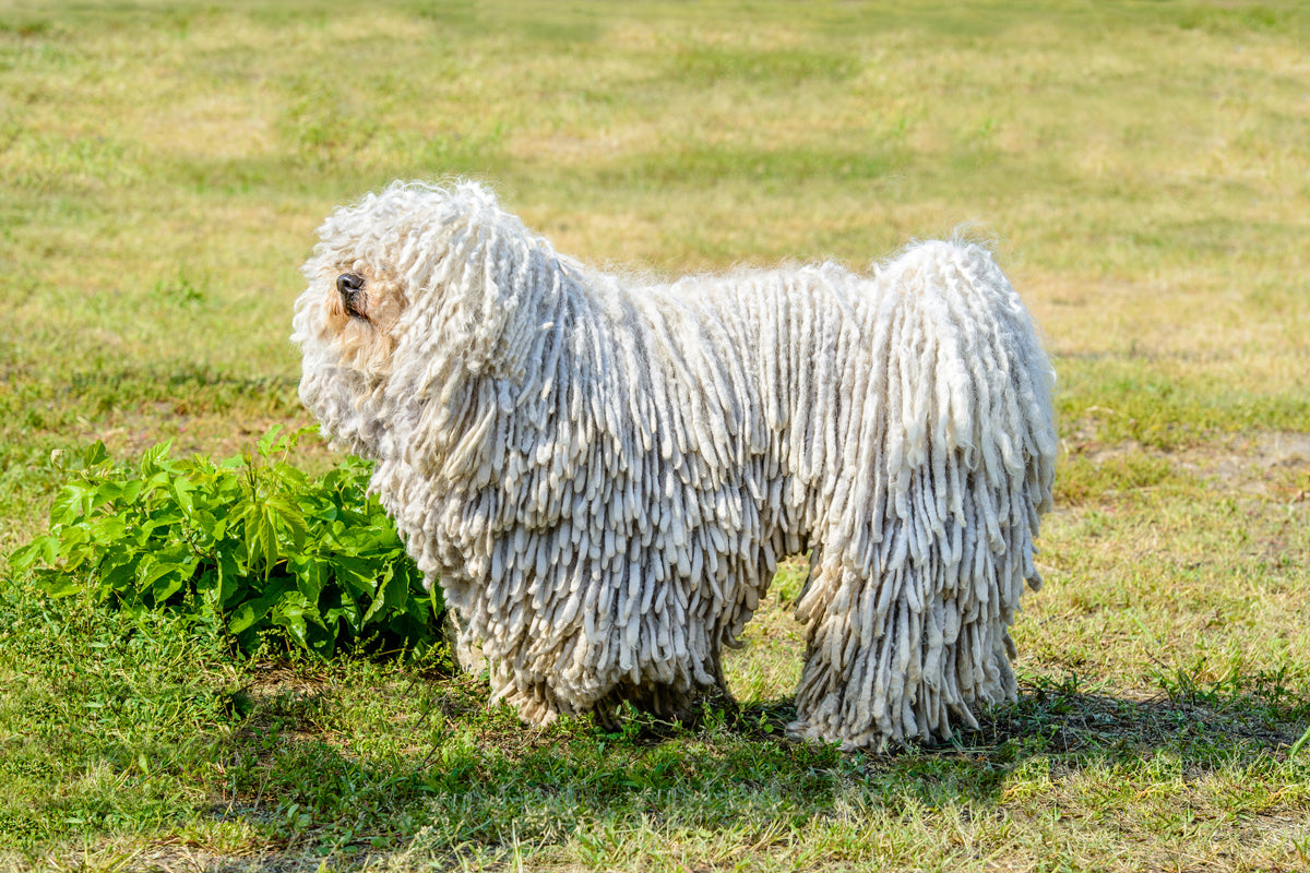 Dogs with Dreadlocks: Meet the Breeds Rocking Natural Dreads – Bow Wow Labs