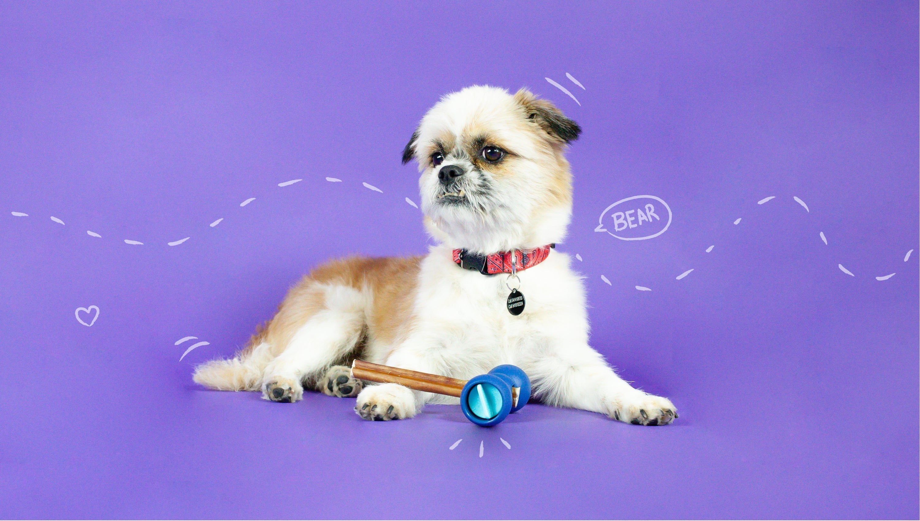 Bow Wow Lab's Top 6 Dog Choking Hazards to Avoid – Bow Wow Labs