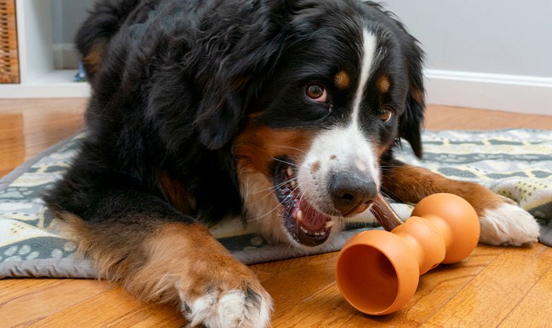 Allow Your Dog the Freedom to Chew: The Benefits of Long-Term Chews an ...