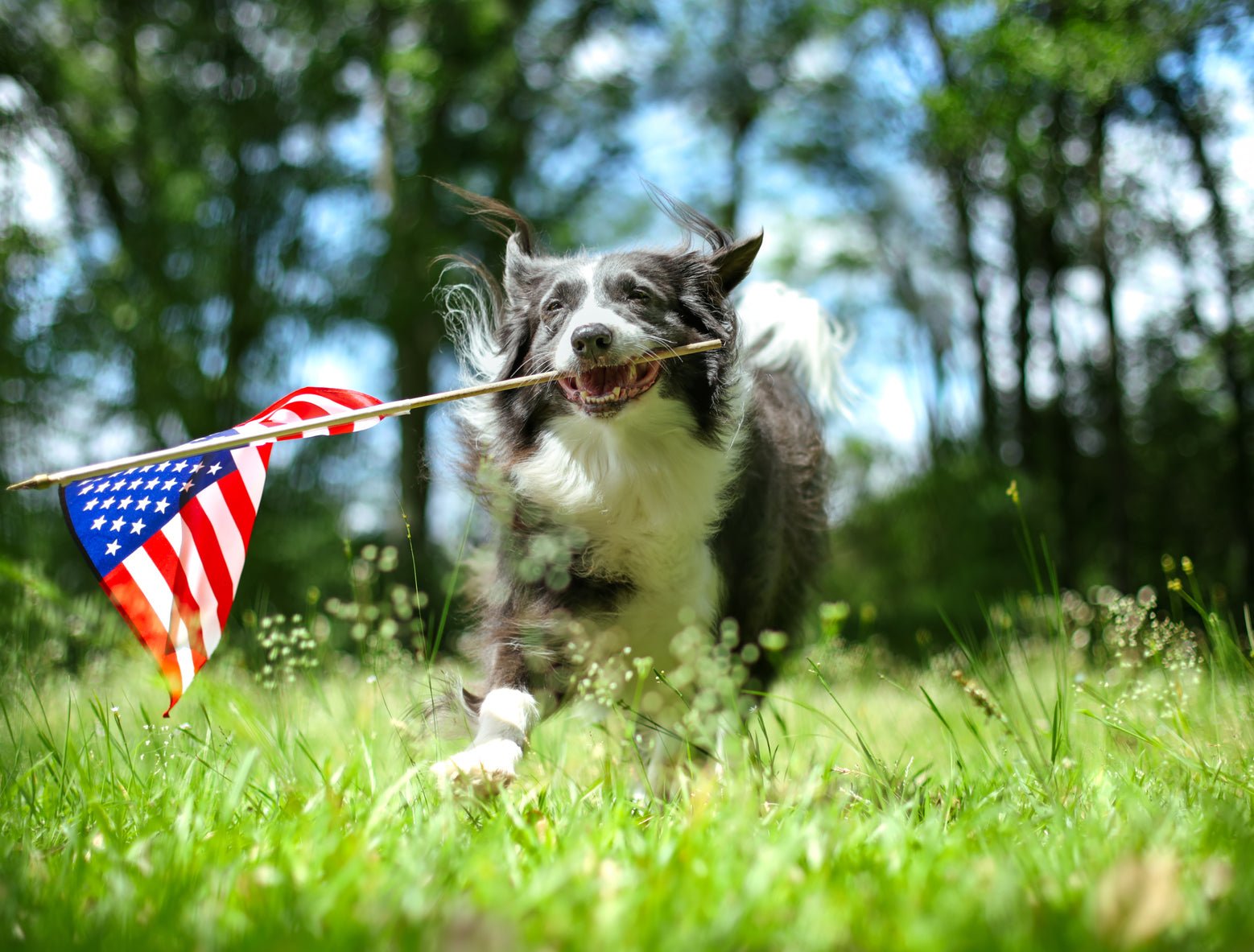 Farewell, firework freakouts! – Bow Wow Labs