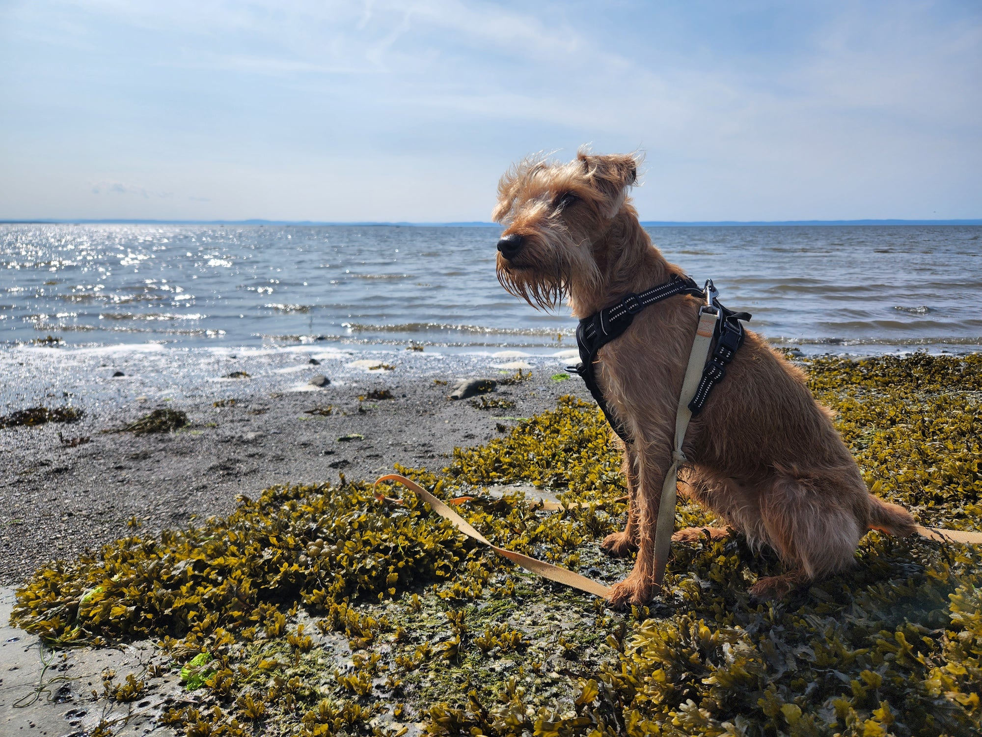 From Sea to Bowl - 3 Ways Kelp Can Help Improve Your Dog's Diet – Bow ...