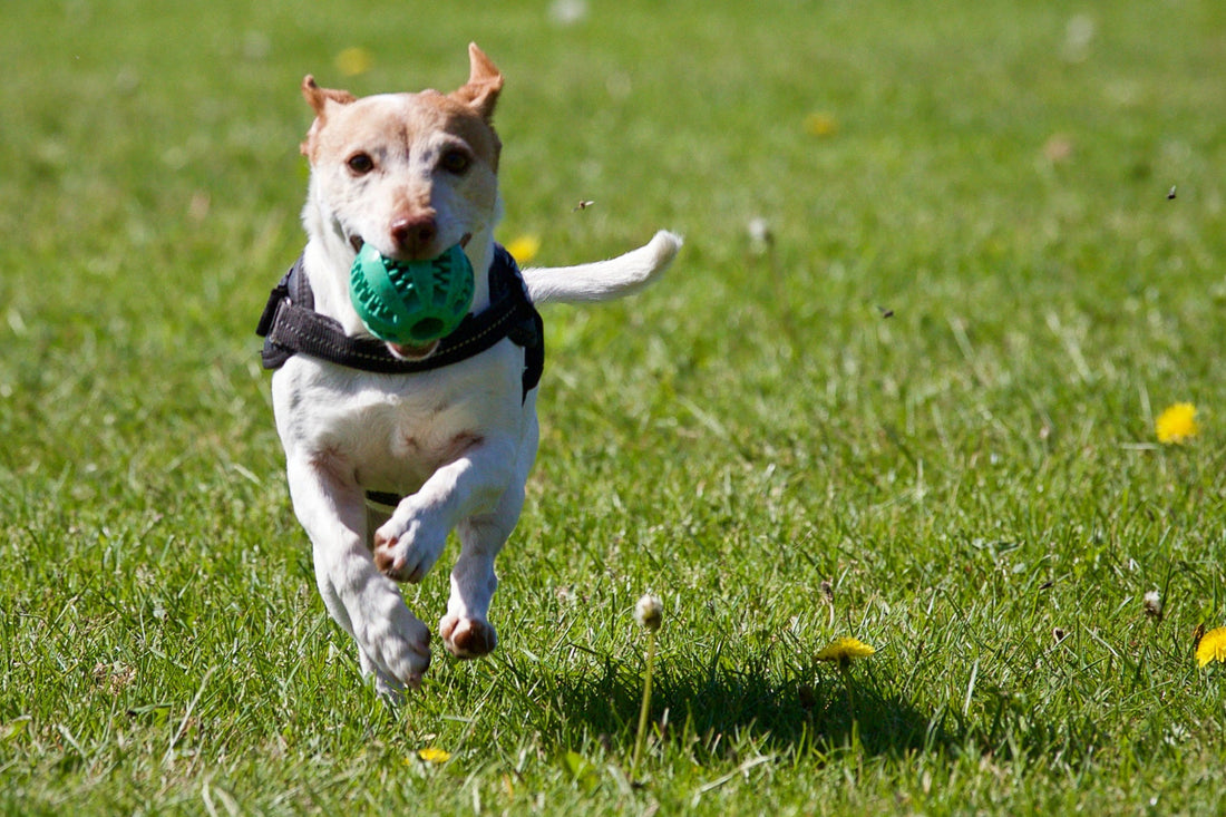 Choking: the hazard no one is talking about! – Bow Wow Labs