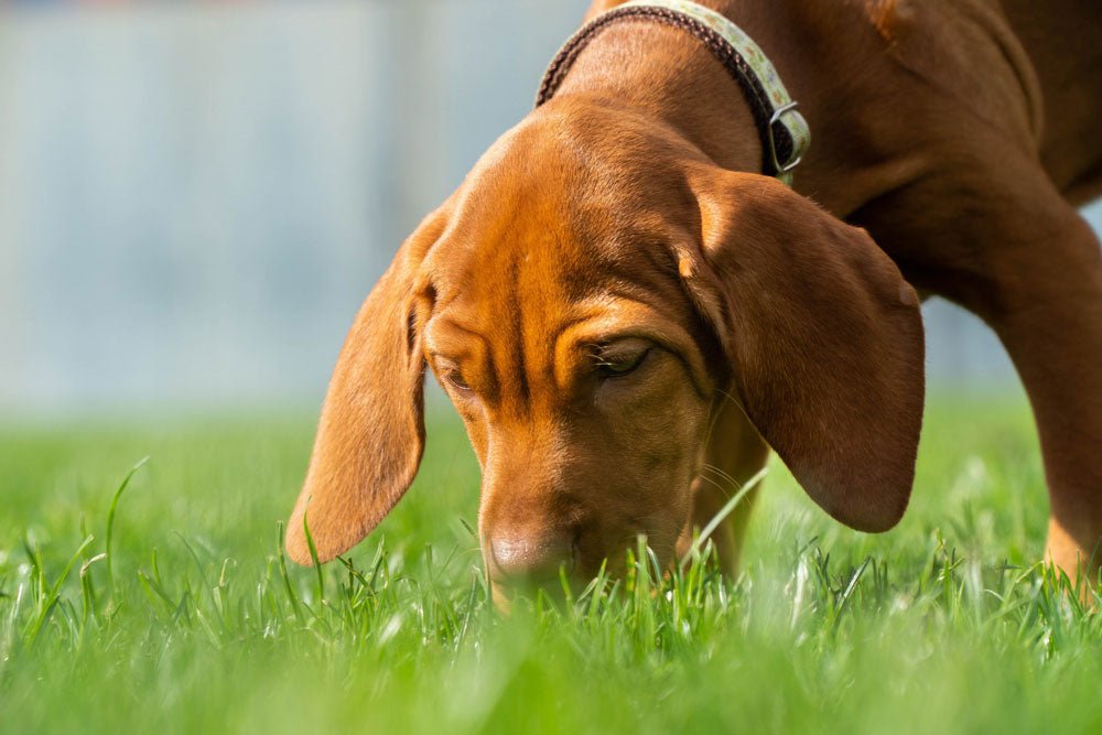Scent Work & Dogs Part 2: Pick Up the Trail with These Basic Beginner ...